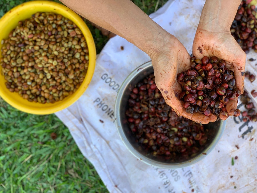 Our Coffee – Fiji Wild