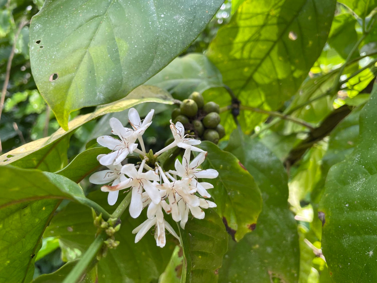 Our Coffee – Fiji Wild